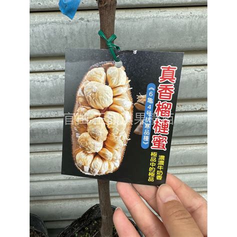 農夫世家 新榴槤蜜苗 耐寒 專業處理 純正 白玉 一條龍 台東紅 秋蜜 馬肚 紅喜 粉蜜冰淇淋 Ch28 紅金寶 真香 蝦皮購物