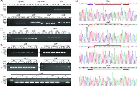Pcr Verification Of The Transconjugant Bs Ptand672 2 And Of Ptand672 2