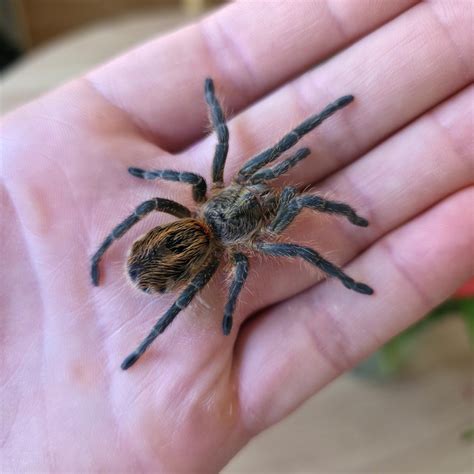 Euathlus Sp Tiger Juvenile Tarantula Uk — Spider Farm