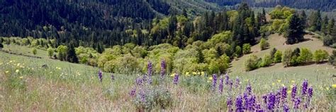 Tree Spatial Patterns In Forests Part I What They Are And Why They Are Important Siskiyou