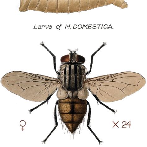 Initial Presentation Of Patient 5 Red Arrow Indicates Diptera Larvae Download Scientific