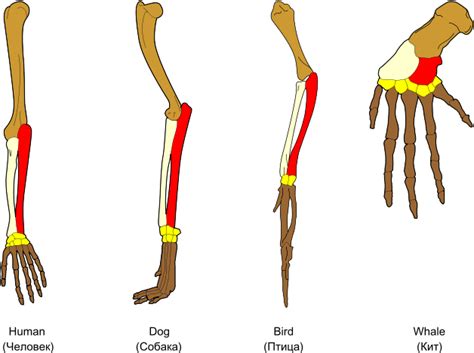 Clip Art Analogous Structures Have The Same Function Pentadactyl Limb Divergent Evolution