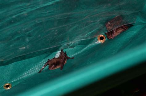 Unique Habitats Of The Eastern Small Footed Bat Normandeau Associates