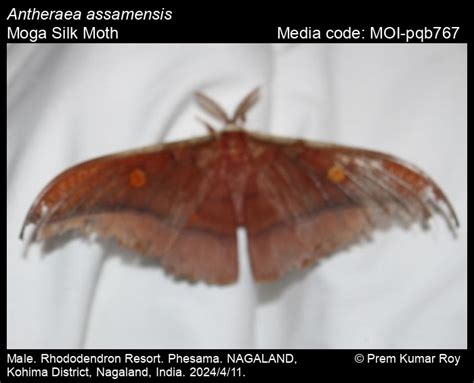 Antheraea Assamensis Helfer 1837 Moga Silk Moth Moths