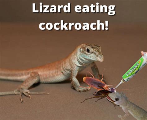 Are Cockroaches Killer Enough To Kill Lizards