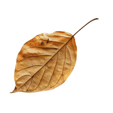 A Dead Leaf 46804445 Png