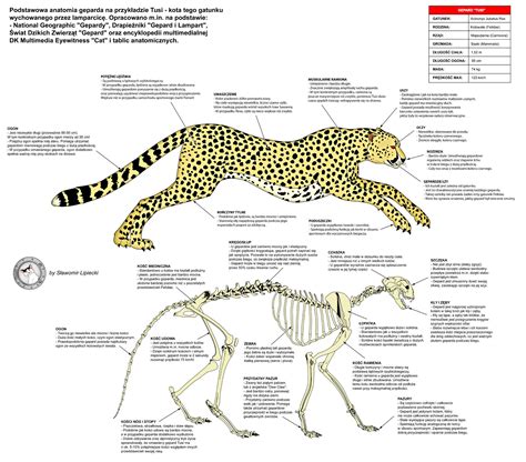 Cheetah Cheetah Drawing Drawing Reference Cheetah