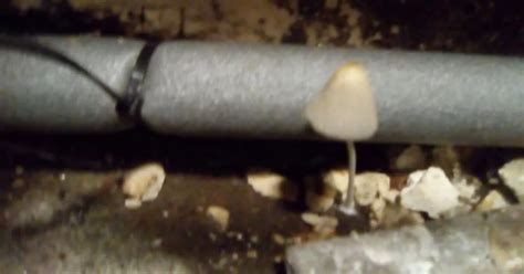 Womans Disgusting Damp Flat Has Mould In The Oven And Slugs And Mushrooms Nottinghamshire Live