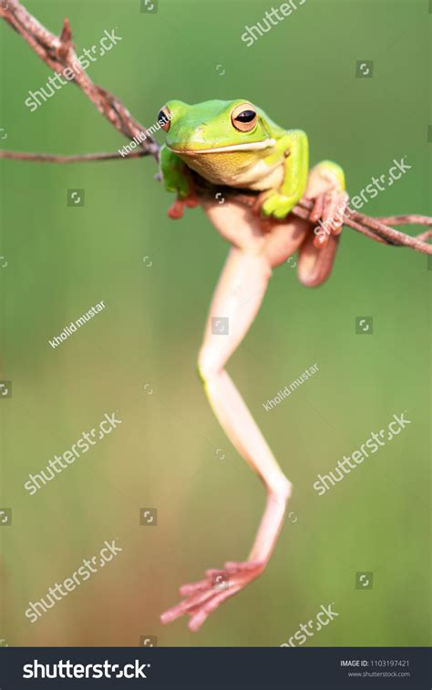 3478 Imágenes De Dumpy Tree Frog Imágenes Fotos Y Vectores De Stock