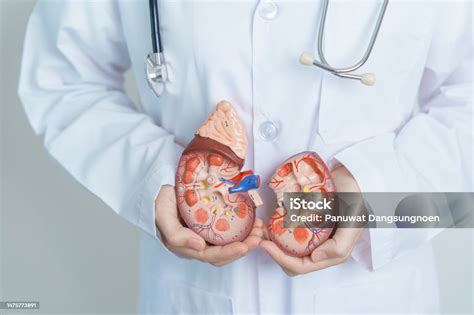 해부학적 신장 부신 모델을 들고 있는 의사 비뇨기계 및 결석의 질병 암 세계 신장의 날 만성 신장 비뇨기과 신장염 신장 및 이식 개념 3월에 대한 스톡 사진 및 기타 이미지