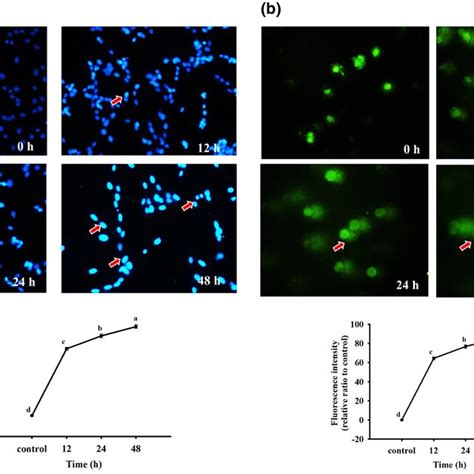Fluorescence Microscopy Studies Using Dapi And Comet Assay To