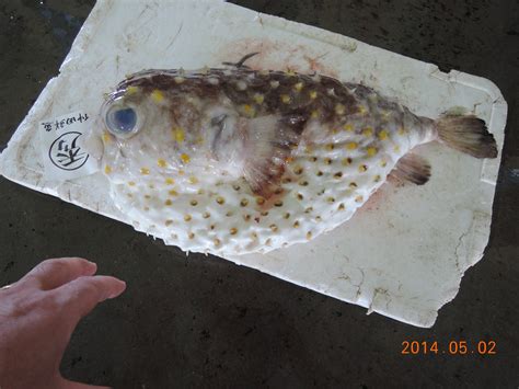 イガグリフグ WEB魚図鑑