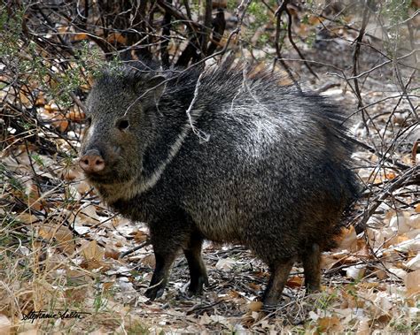 Collared Peccary Photograph By Stephanie Salter