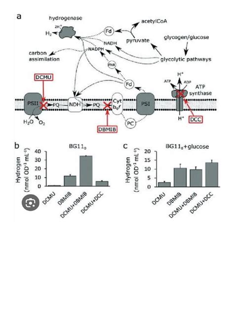 Cyanobacterium Synechocyctis Pdf