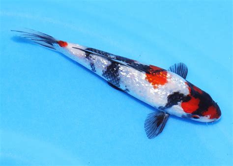 Gk 3792 Gin Rin Showa Oya Gatwick Koi