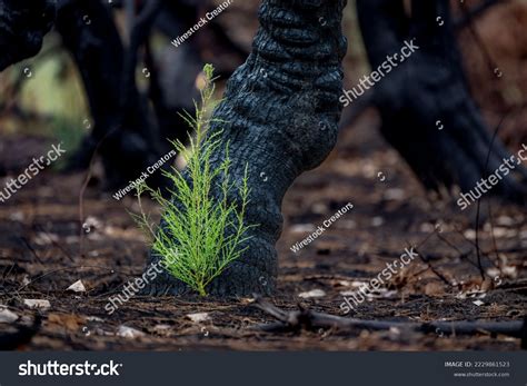 Forest Fire Growth Photos Images Pictures Shutterstock