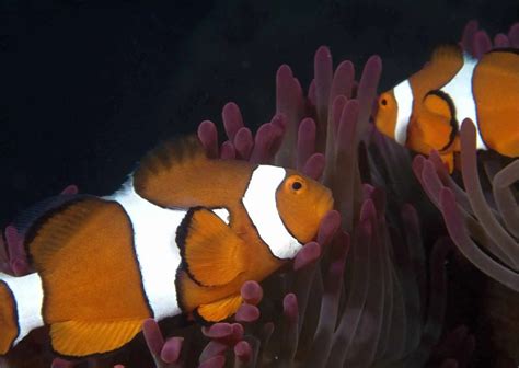 Clownfish Behavior Animalbehaviorcorner