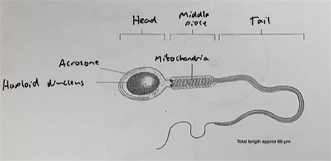 Gamete Structure Of Spermatozoan Flashcards Quizlet