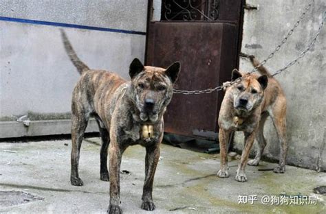 中国6大猎犬很多人还不认识几乎濒临灭绝 知乎