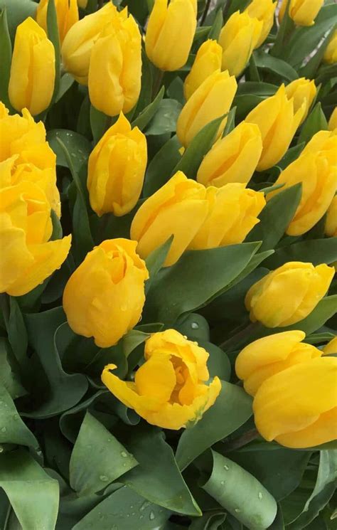 25 Yellow Tulips 💛 🌷 Add A Burst Of Sunshine To Your Garden
