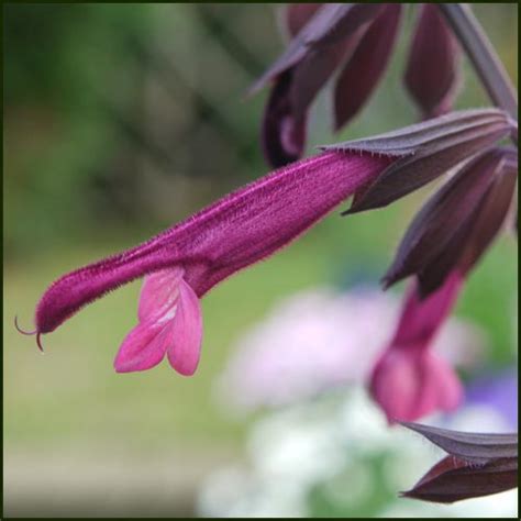 Salvia Love And Wishes Buy Plant From Norfolk Herbs