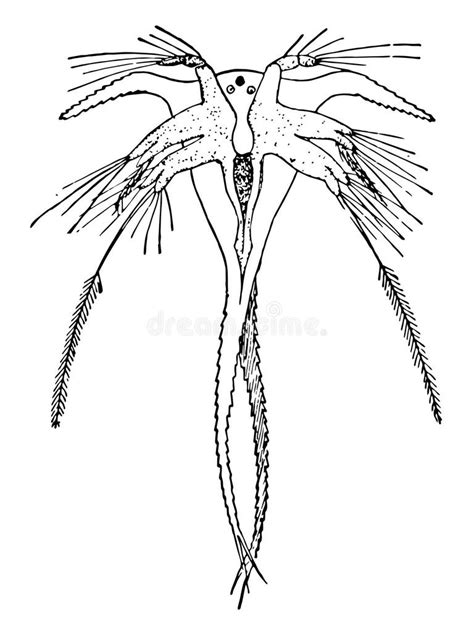 Barnacles Drawing Stock Illustrations 31 Barnacles Drawing Stock Illustrations Vectors