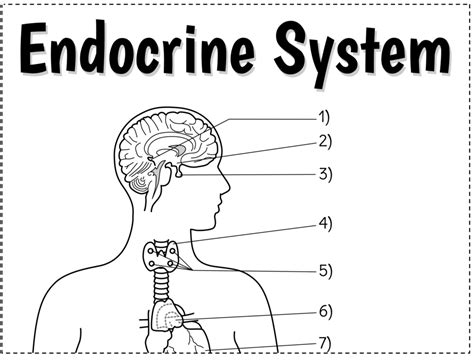 Endocrine Diagram 1 Diagram Quizlet