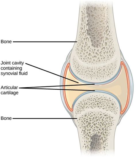 What Is The Difference Between Bursa And Synovial Fluid Pediaa Com
