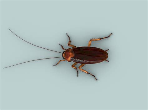 Cockroach 3d Model Turbosquid 2072942