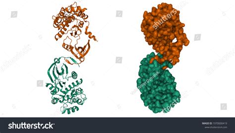 16 Calmodulin Dependent Royalty Free Photos And Stock Images Shutterstock