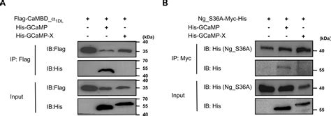 Figures And Data In Chronic Ca2 Imaging Of Cortical Neurons With Long Term Expression Of Gcamp