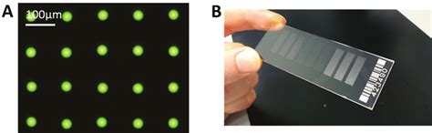 A Example Of Spotted Microarray Before Washing With Optimized Download Scientific Diagram