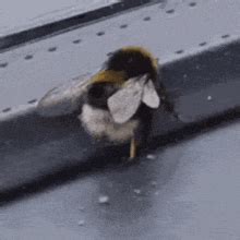 Abeja Meme Abeja Discover And Share S