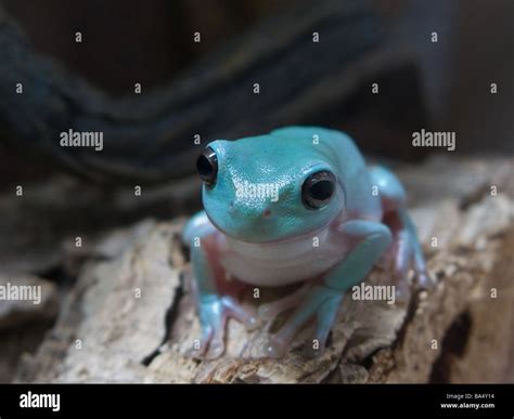 Little Blue Tree Frog