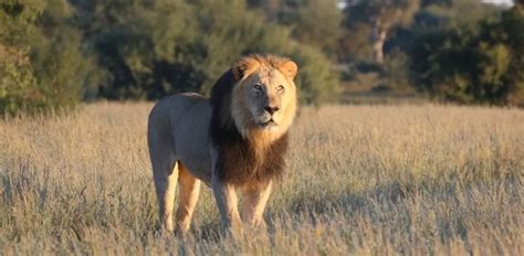 Sher Meme Template Meme Download