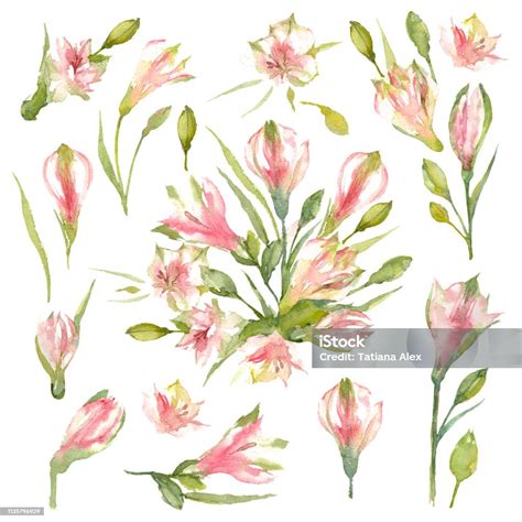 Alstroemeria의 세트는 흰색 바탕에 꽃 새싹과 전구를 재배 핑크 페루 릴리 수채화 그림입니다 개화기에 대한 스톡 벡터 아트 및 기타 이미지 Istock