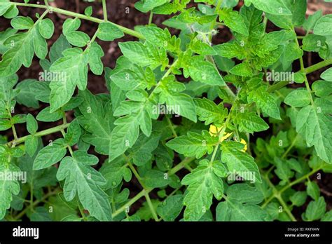 Tomato Leaves