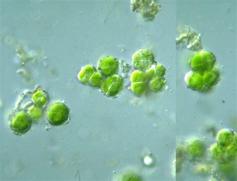 Protist Images Desmococcus