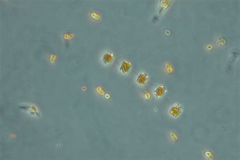 Tiny But Mighty Why We Owe Our Existence To The Phytoplankton Iaato