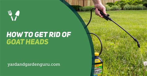What Spray Kills Goat Heads At Sam Davidson Blog