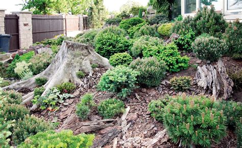 Горная сосна в ландшафтном дизайне 68 фото