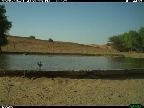 Wildlife Object Detection Dataset And Pre Trained Model By Wildlife