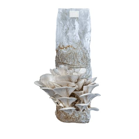 Mushroom Cultivation Kit New And Improved Nuvedo®