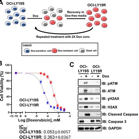Periodic Treatment Of Sensitive Dlbcl Cells To Increasing Doses Of