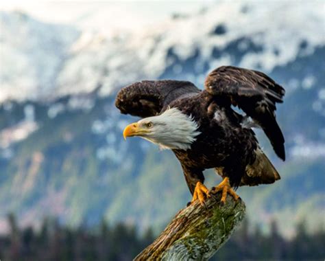 How The American Bald Eagle ‘returned From The Brink Of Extinction