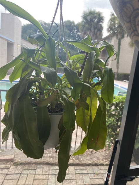 Small No Pitchers R Carnivorousplants