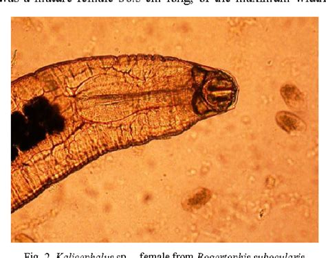 Figure 2 From Endoparasites Of Exotic Snakes Ophidia Semantic Scholar