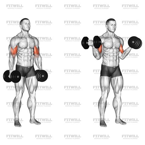 Dumbbell Standing Inner Biceps Curl Version 2 Exercise Guide Video