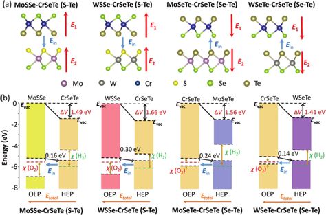 A The Side Views Of Mosse Crsete S Te Mosete Crsete S Te Download Scientific Diagram