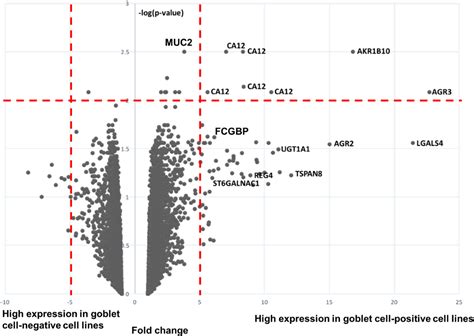 Figure 11 From Goblet Cell Differentiation In Human Colorectal Cancer
